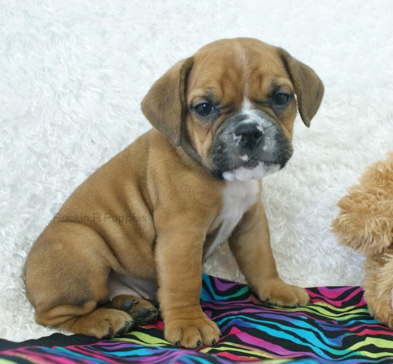 Abby Beabull Bull: Rockin R Puppies