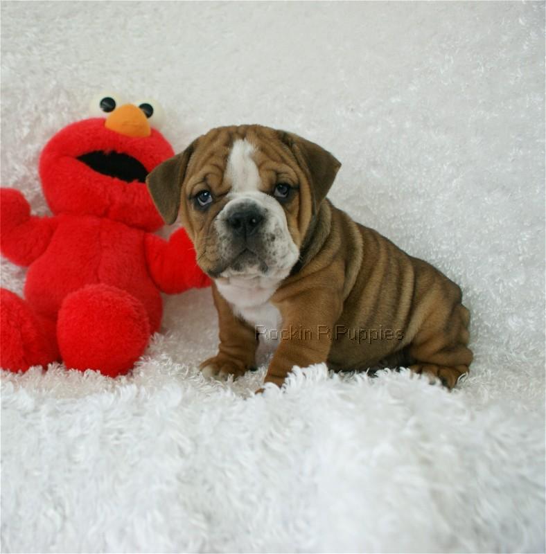 Acer Beabull Bull: Rockin R Puppies