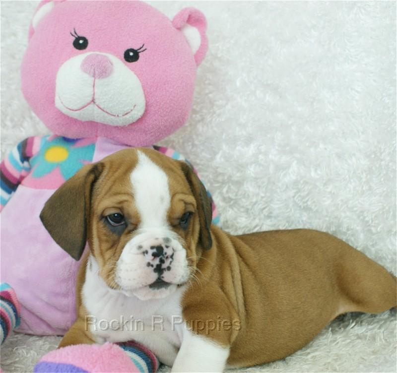 Alisa Beabull Bull: Rockin R Puppies