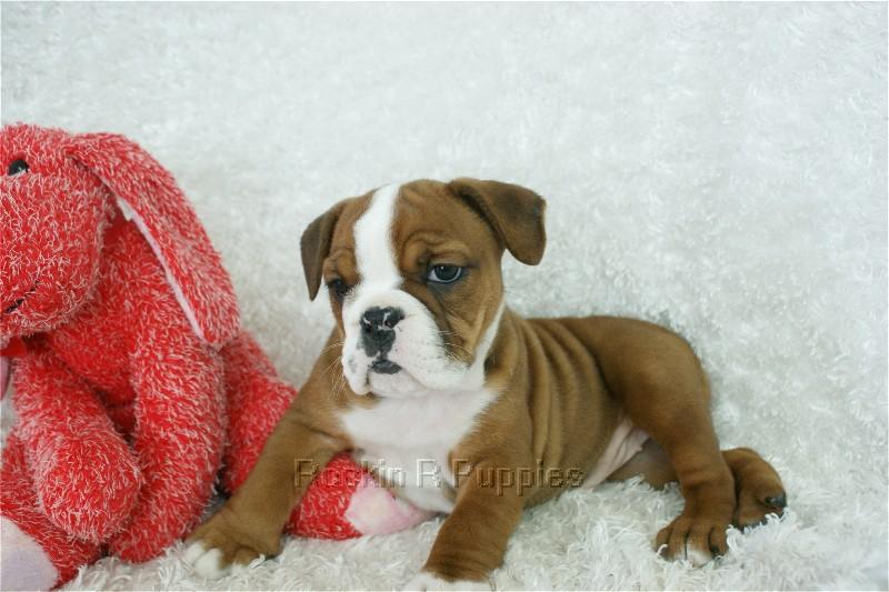 Bea Beabull Bull: Rockin R Puppies