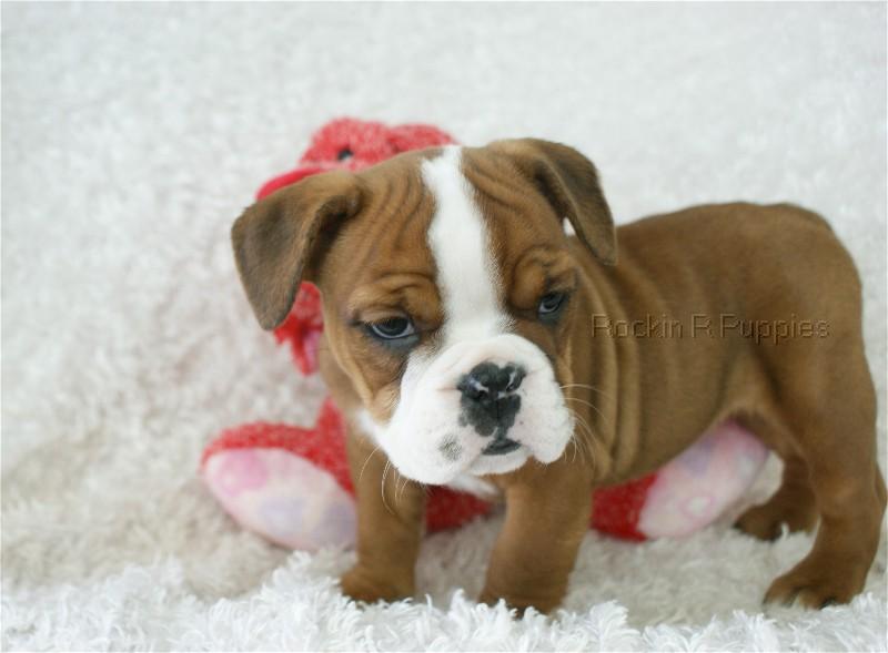 Bea Beabull Bull: Rockin R Puppies