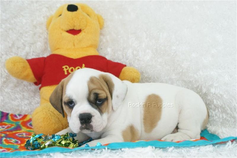 Beefy Beabull Bull: Rockin R Puppies