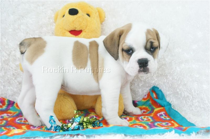 Beefy Beabull Bull: Rockin R Puppies