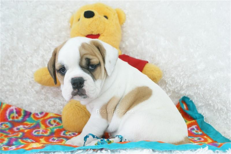 Beefy Beabull Bull: Rockin R Puppies