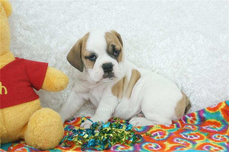 Beefy Beabull Bull: Rockin R Puppies