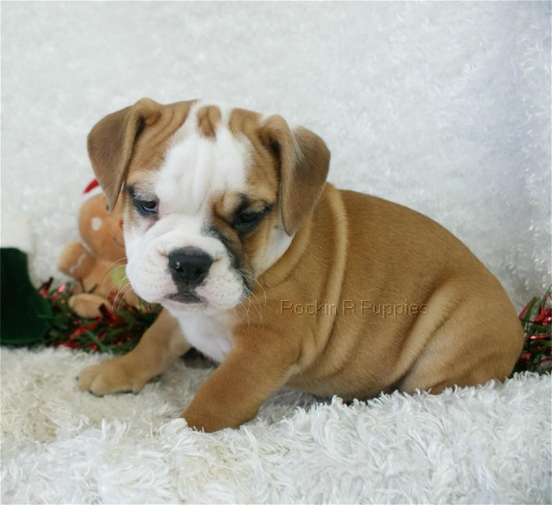 Bugs Beabull Bull: Rockin R Puppies