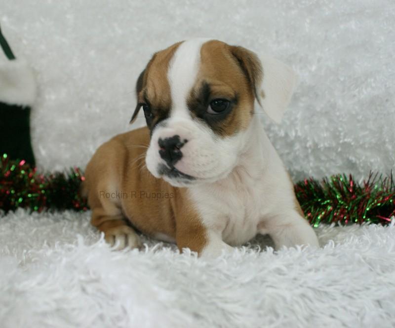 Buttons Beabull Bull: Rockin R Puppies