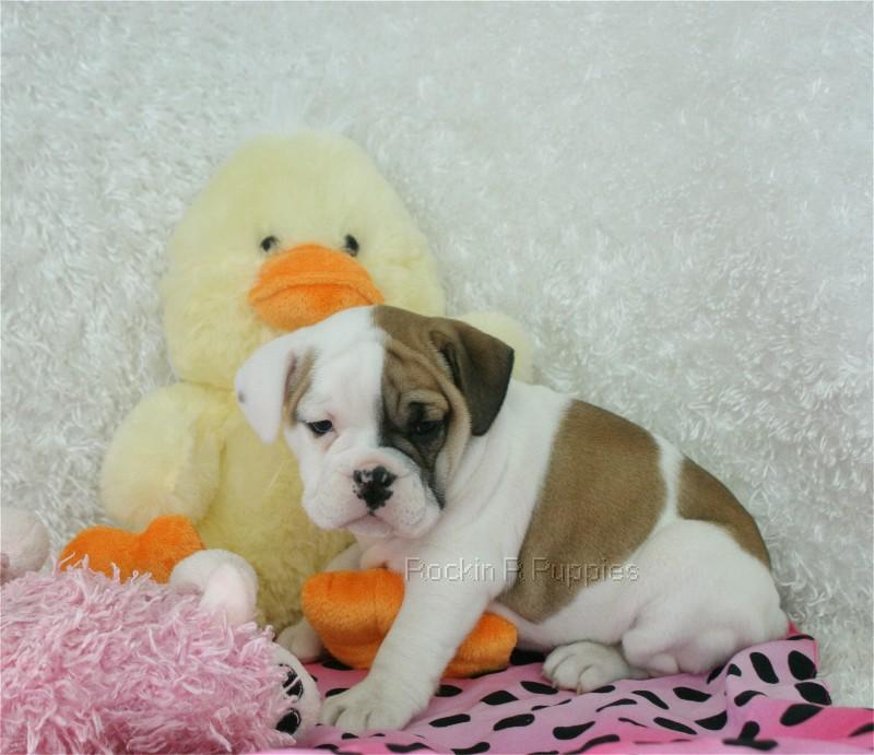 Cassie Beabull Bull: Rockin R Puppies