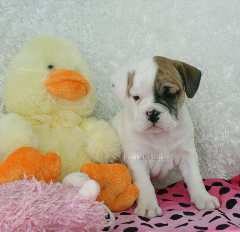 Cassie Beabull Bull: Rockin R Puppies