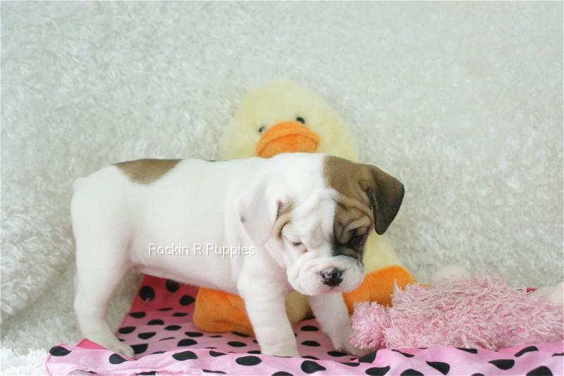 Cassie Beabull Bull: Rockin R Puppies