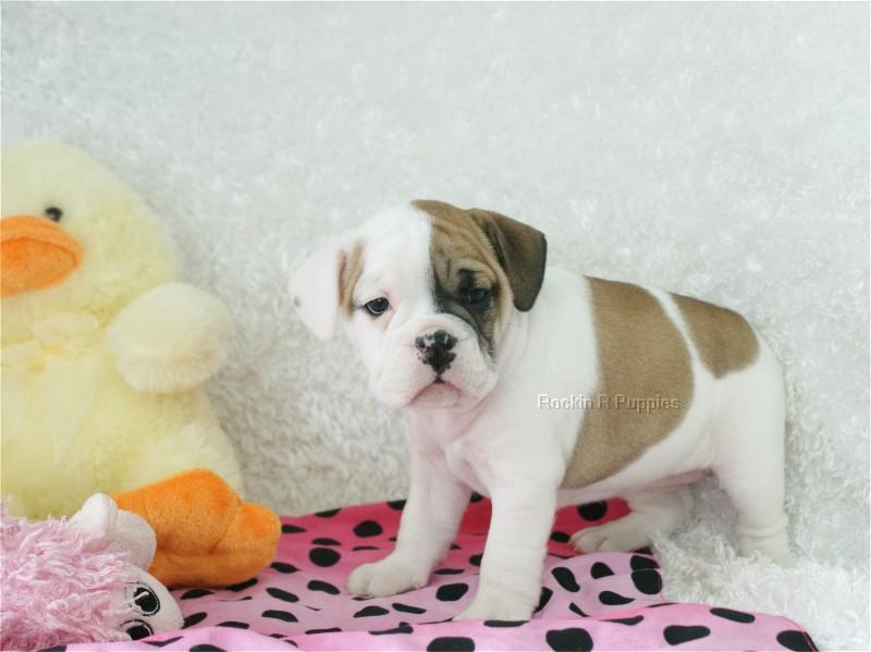 Cassie Beabull Bull: Rockin R Puppies