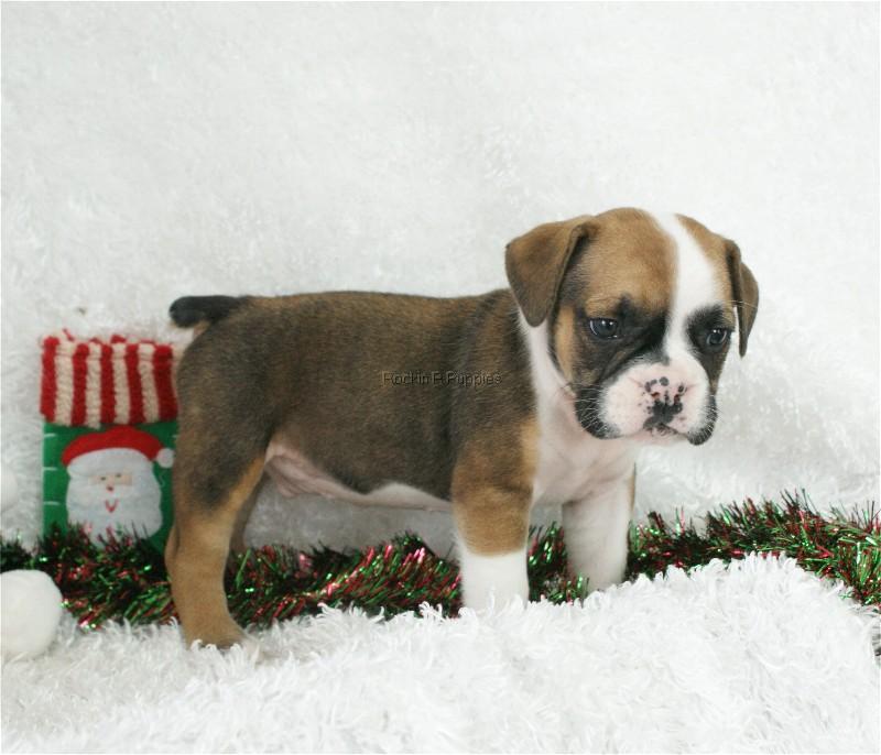 Charlie Beabull Bull: Rockin R Puppies