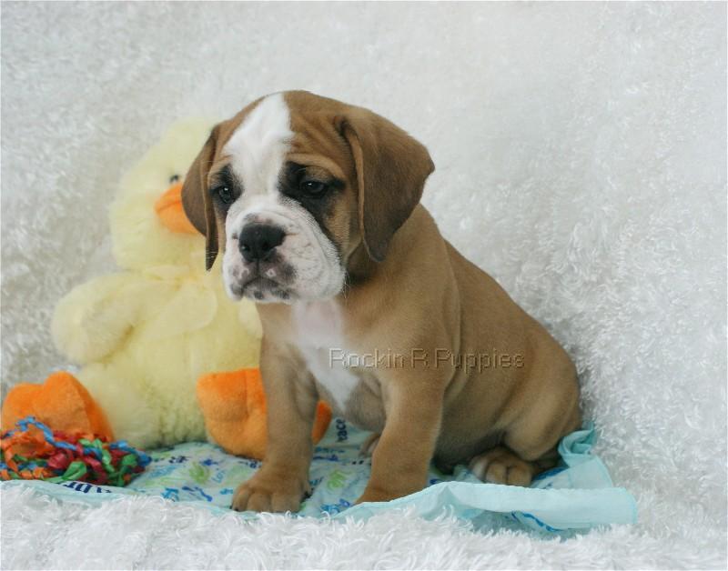 Chief Beabull Bull: Rockin R Puppies