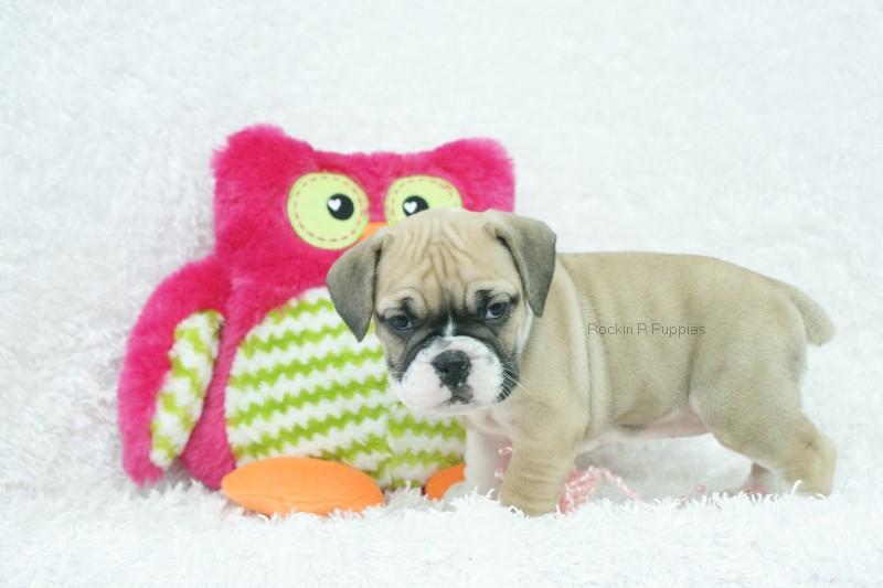 Darcy Beabull Bull: Rockin R Puppies