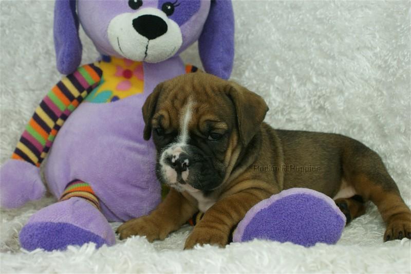 Diego Beabull Bull: Rockin R Puppies