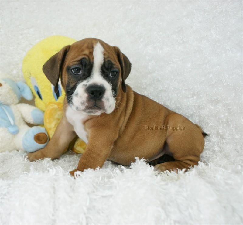 Dozer Beabull Bull: Rockin R Puppies