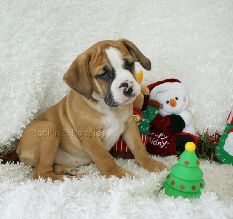 Goldie Beabull Bull: Rockin R Puppies
