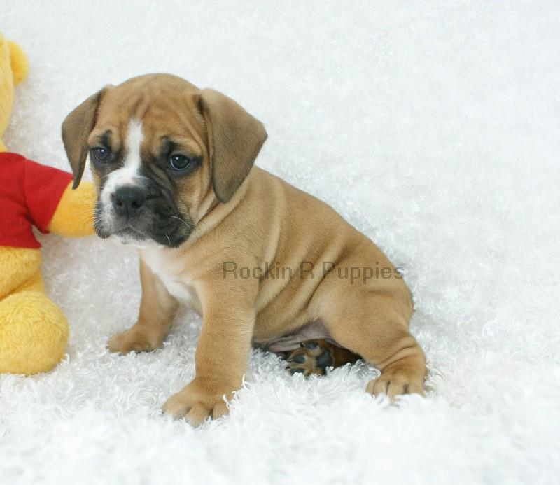 Hank Beabull Bull: Rockin R Puppies