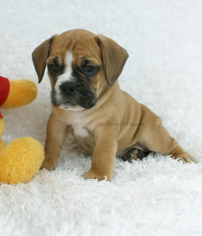 Hank Beabull Bull: Rockin R Puppies
