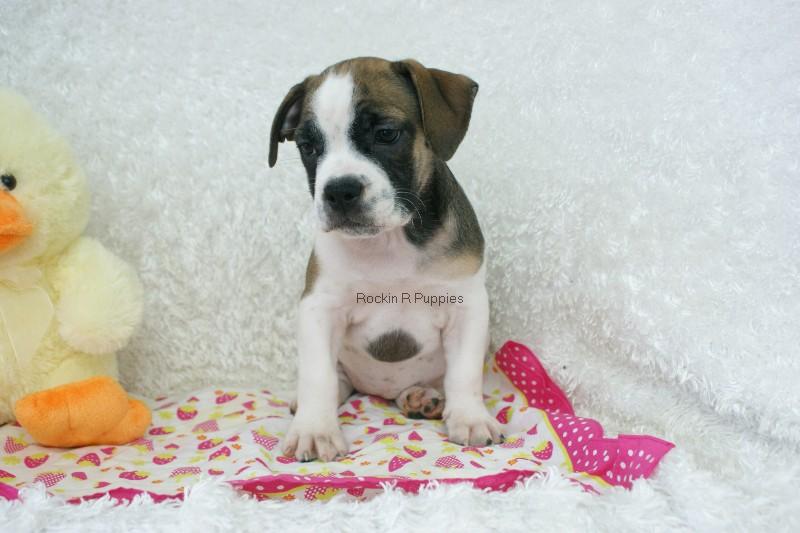 Happy Beabull Bull: Rockin R Puppies