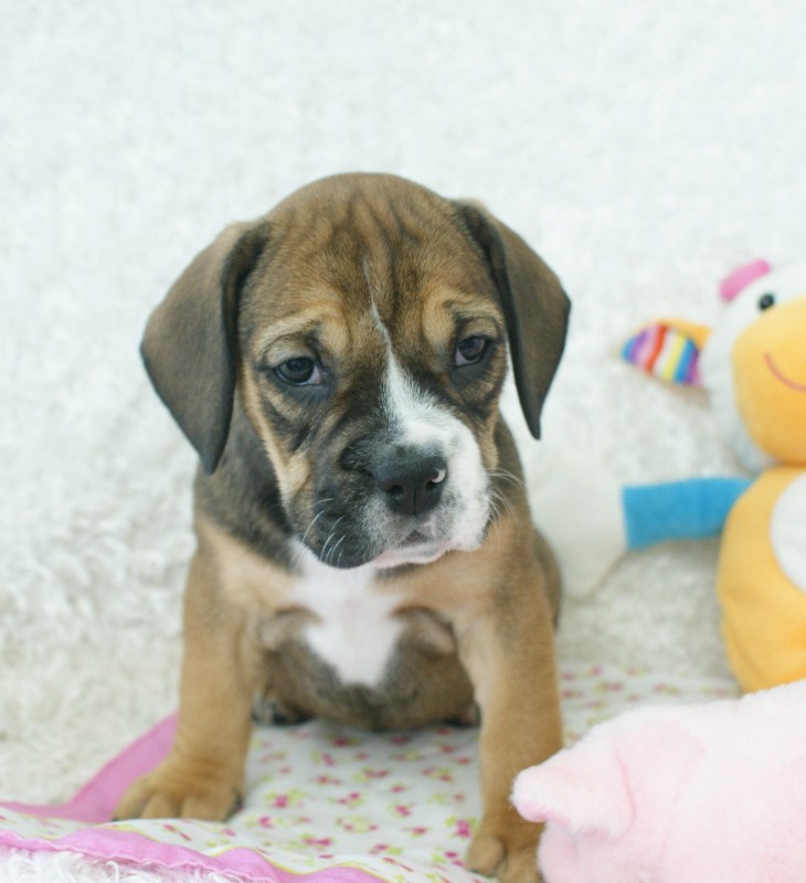 Jade Beabull Bull: Rockin R Puppies