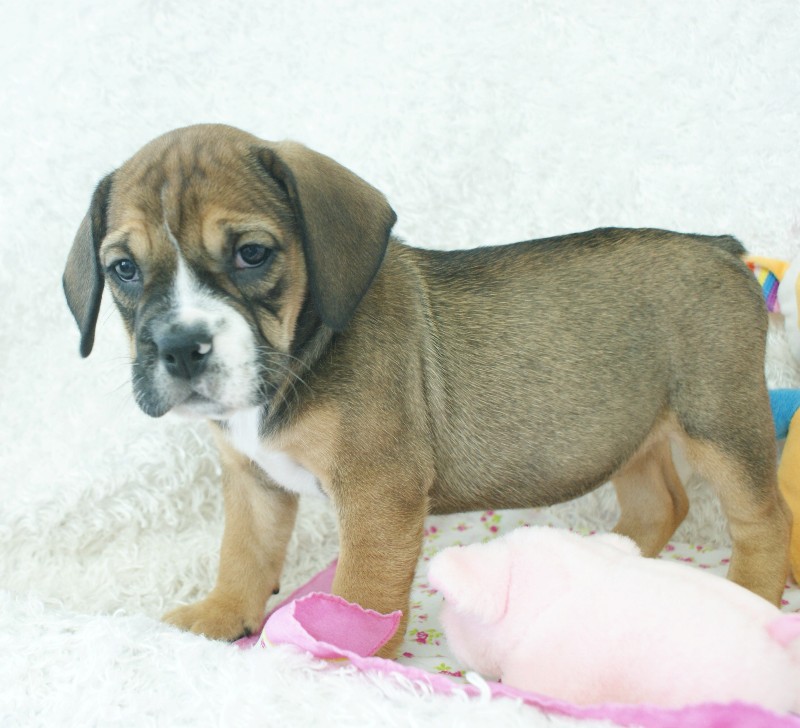 Jade Beabull Bull: Rockin R Puppies