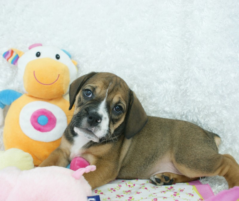 Jade Beabull Bull: Rockin R Puppies