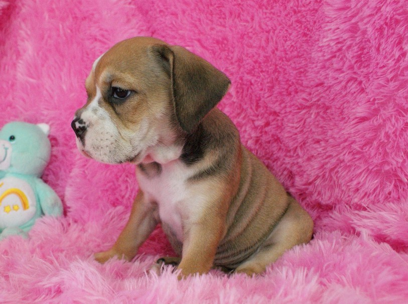 Lindsay Beabull Bull: Rockin R Puppies