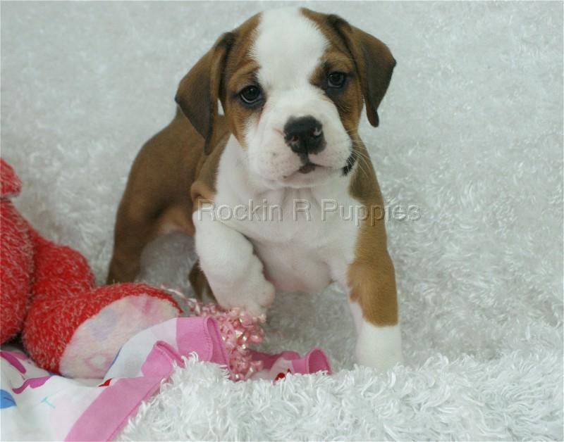 Melissa Beabull Bull: Rockin R Puppies