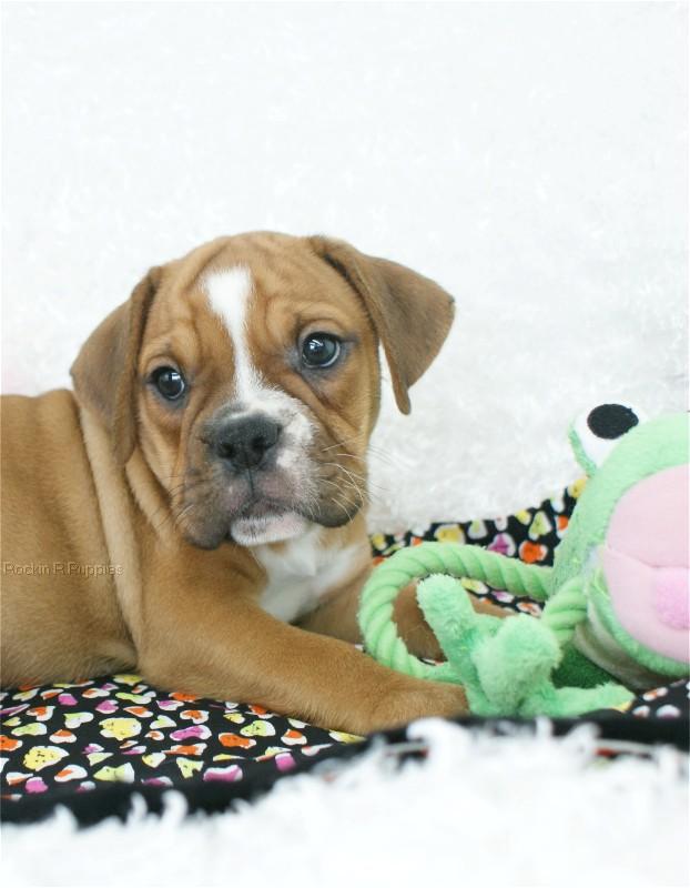Morgan Beabull Bull: Rockin R Puppies