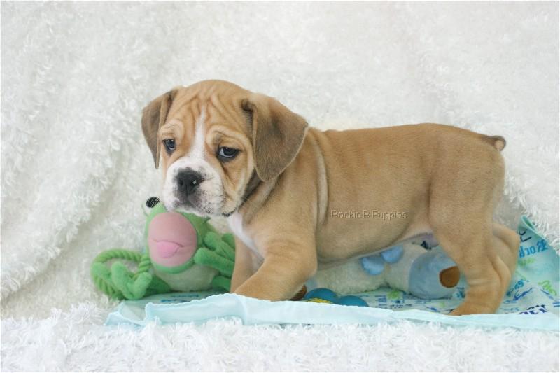 Odie Beabull Bull: Rockin R Puppies