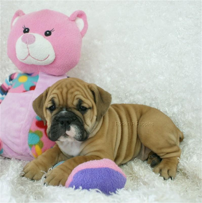 Pearl Beabull Bull: Rockin R Puppies