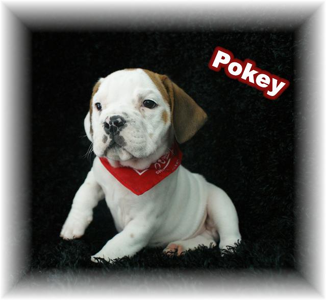 Pokey Beabull Bull Rockin R Puppies