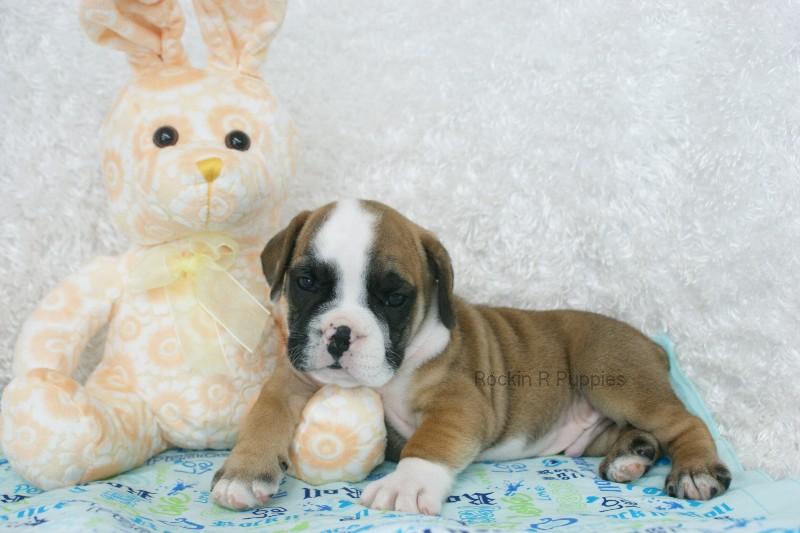 Rex Beabull Bull: Rockin R Puppies