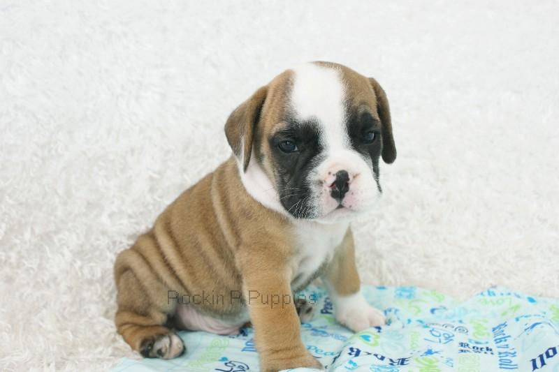 Rex Beabull Bull: Rockin R Puppies
