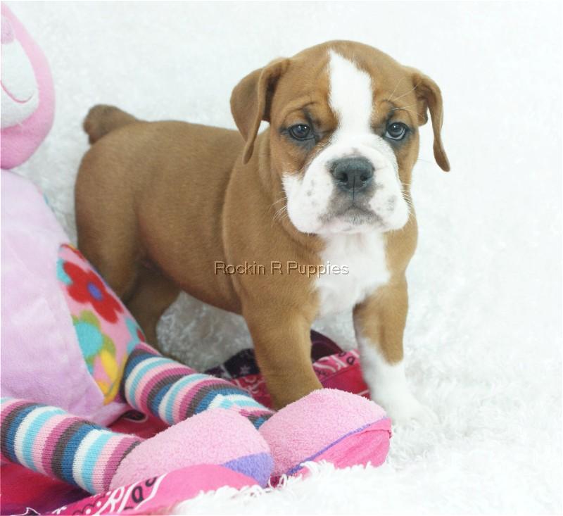 Sassy Beabull Bull: Rockin R Puppies