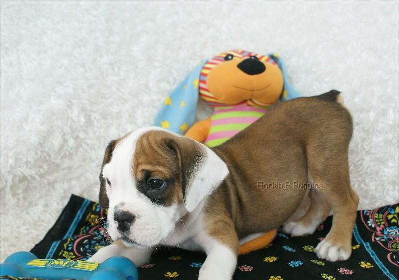 Sherman Beabull Bull: Rockin R Puppies