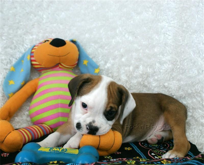 Sherman Beabull Bull: Rockin R Puppies