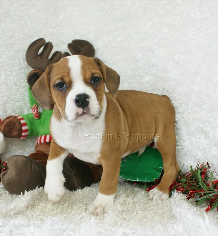 Spencer Beabull Bull: Rockin R Puppies