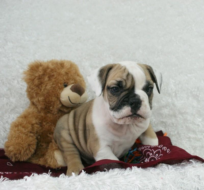 Taz Beabull Bull: Rockin R Puppies