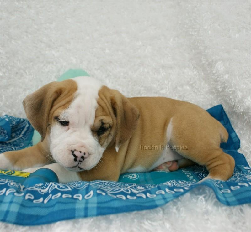 Waldo Beabull Bull: Rockin R Puppies