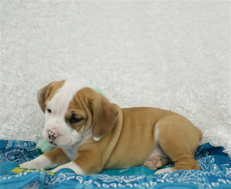 Waldo Beabull Bull: Rockin R Puppies
