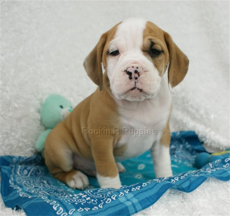 Waldo Beabull Bull: Rockin R Puppies