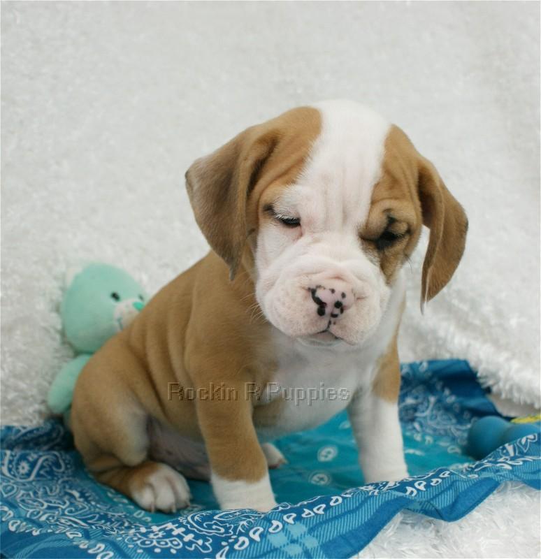 Waldo Beabull Bull: Rockin R Puppies