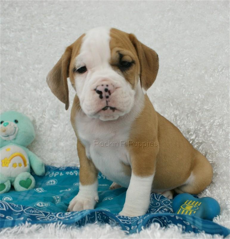 Waldo Beabull Bull: Rockin R Puppies