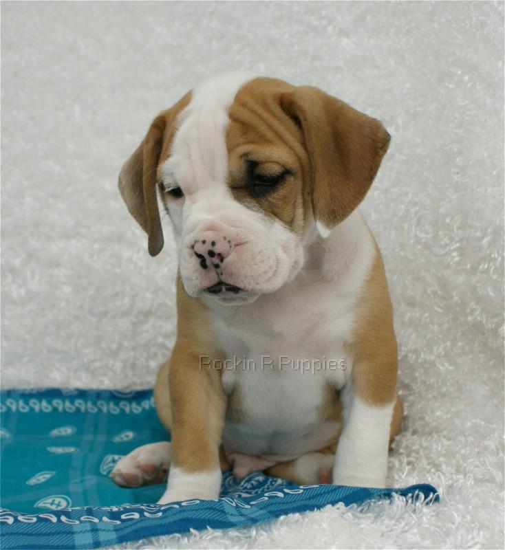 Waldo Beabull Bull: Rockin R Puppies