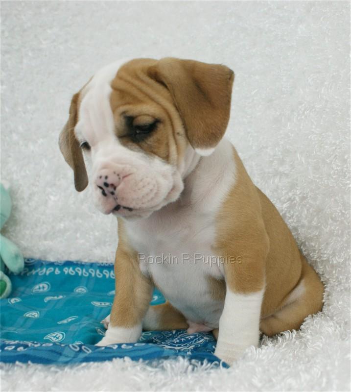 Waldo Beabull Bull: Rockin R Puppies
