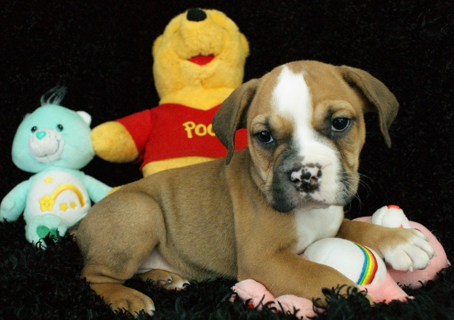 Summer Beabull Bull: Rockin R Puppies