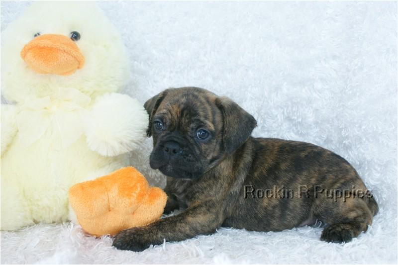 Charlie Frenchie Puggle: Rockin R Puppies