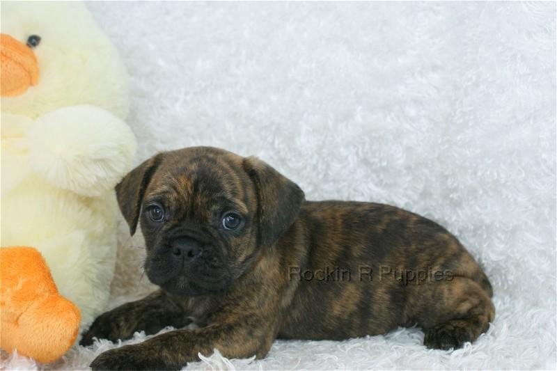 Charlie Frenchie Puggle: Rockin R Puppies